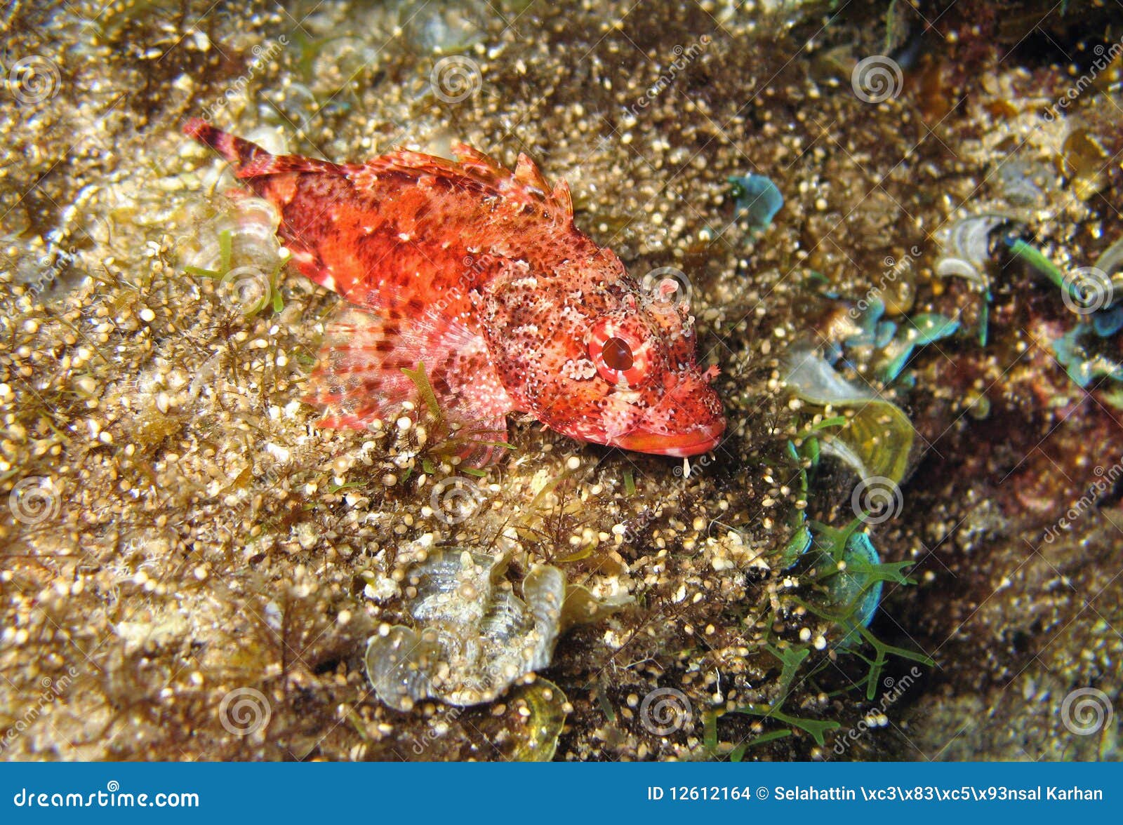 Madeira rockfish stock photo. Image of nature, coastal - 12612164