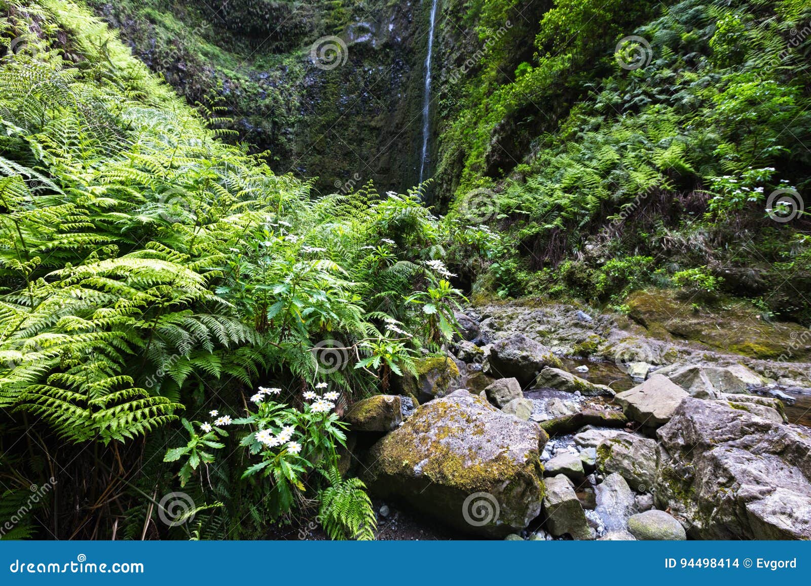 Madeira Waterfall in the Forest Stock Photo - Image of tourism ...