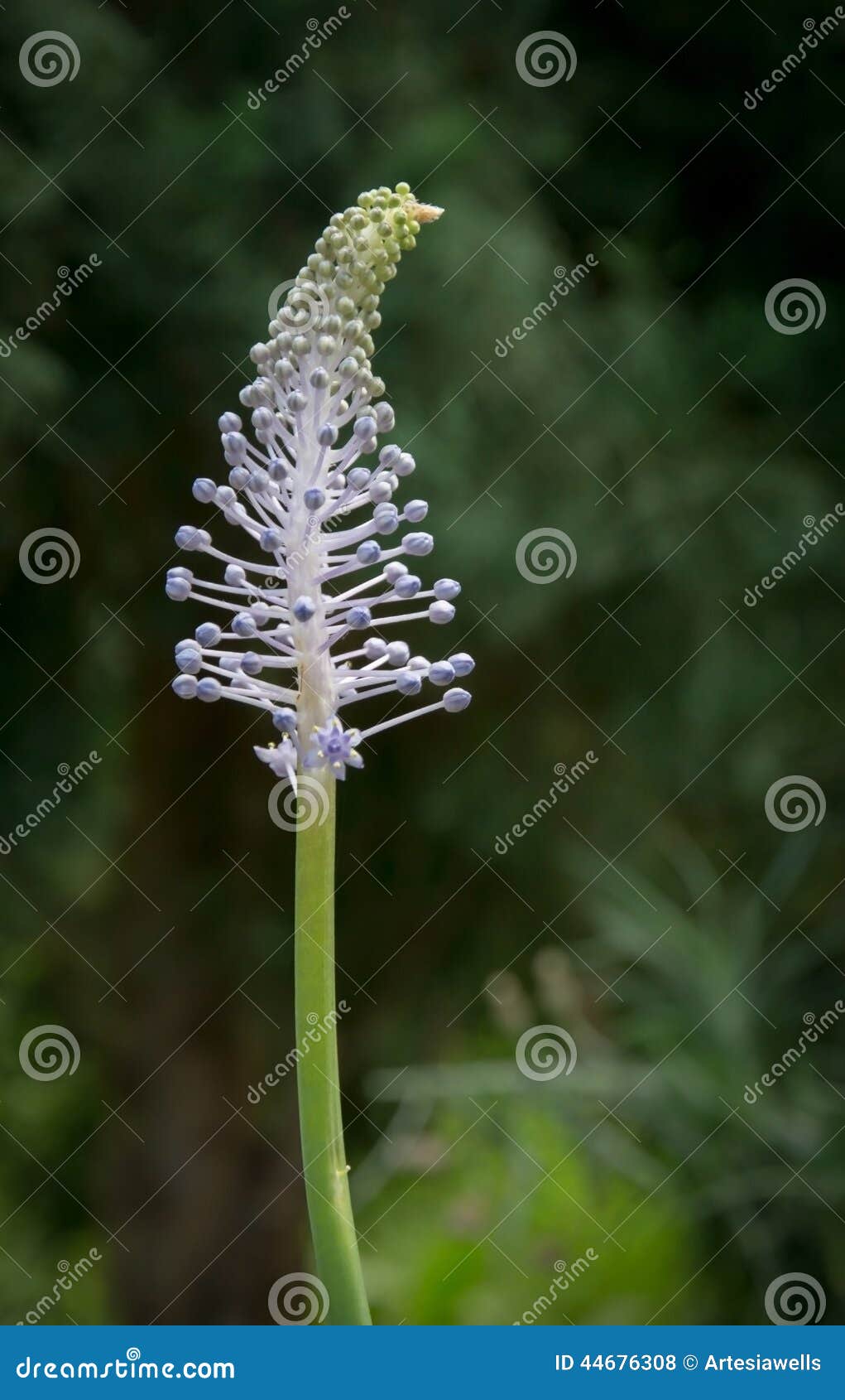 Madeiran Squill bud stock photo. Image of abstract, blossom - 44676308