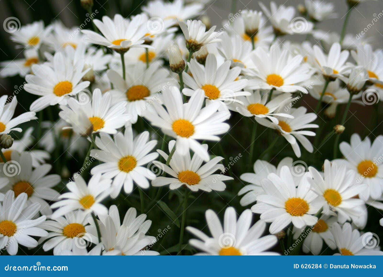 Madeliefjes stock foto. Image of seizoen, madeliefjes, bloem - 626284