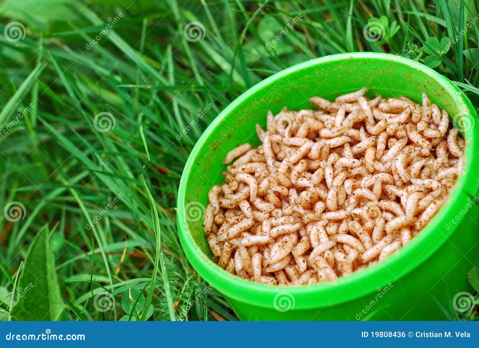 Maden stock foto. Image of worm, geval, hengelsport, lokmiddel - 19808436