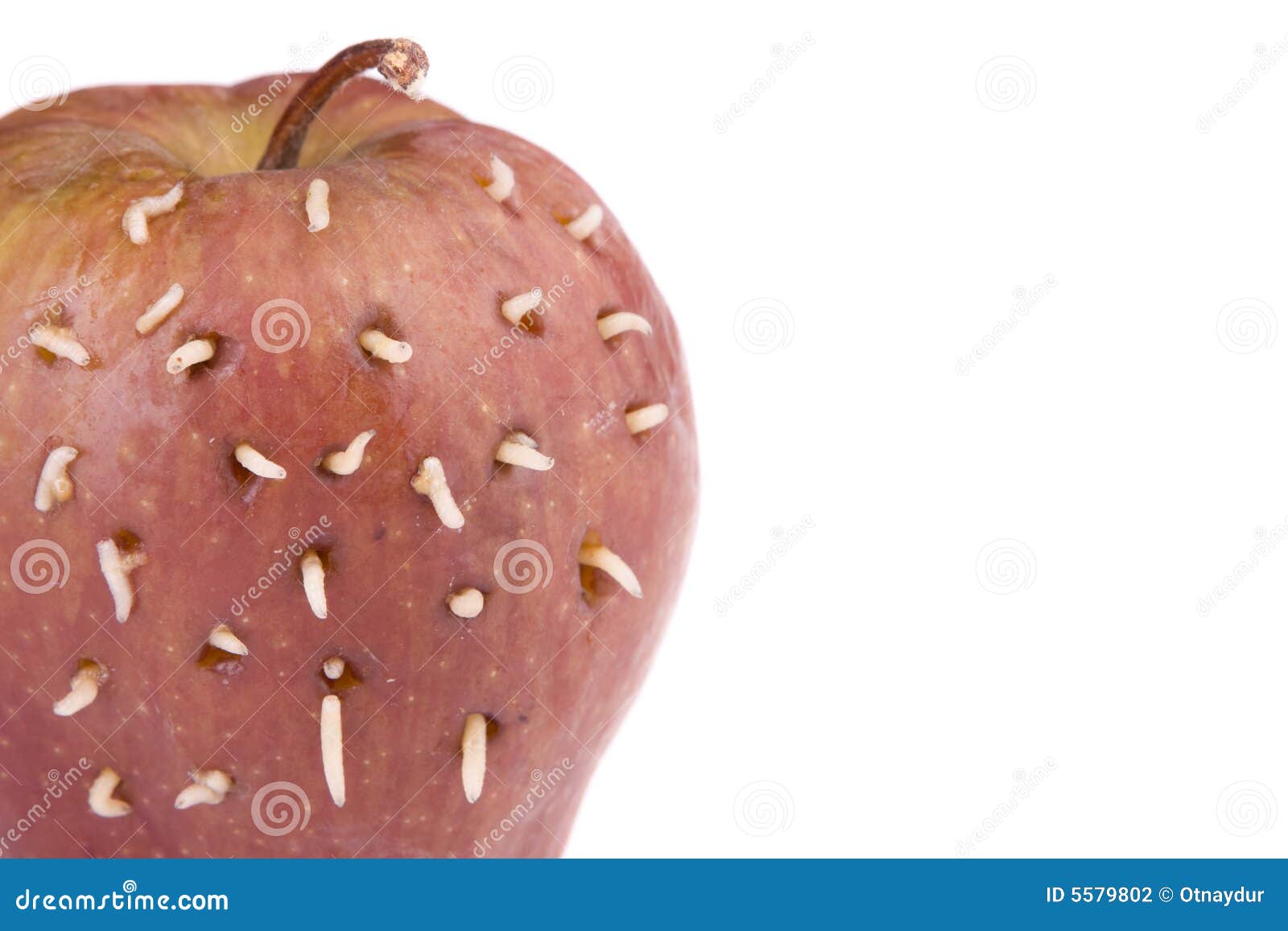 Maden auf faulem Apfel stockfoto. Bild von zerfall, plage - 5579802