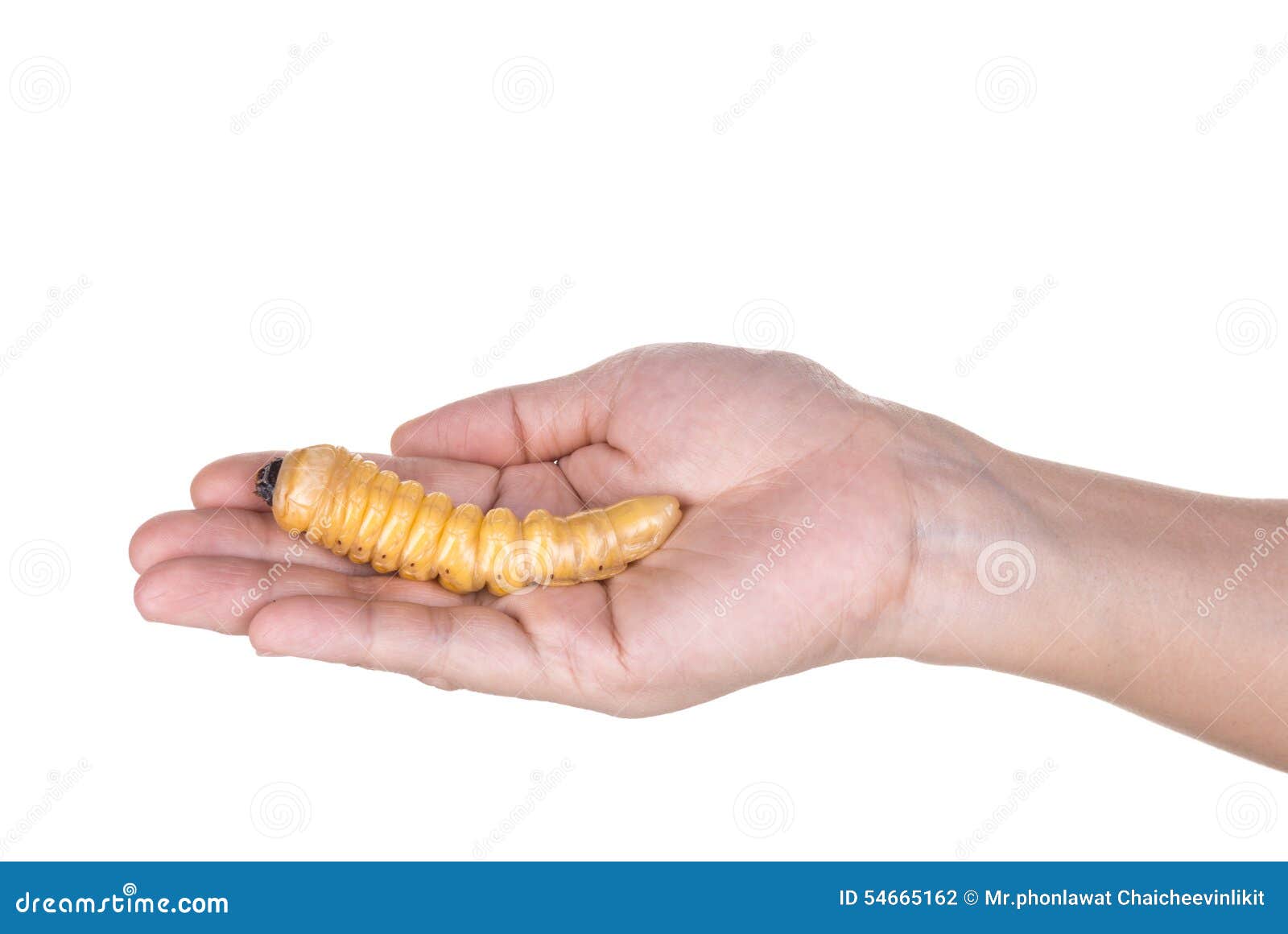 Madenwurm stockfoto. Bild von larve, schleimig, köder - 54665162