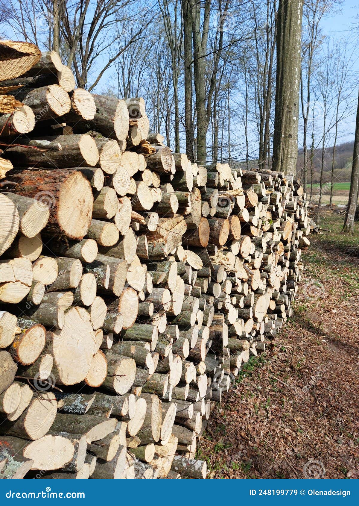 Madera Apilada Cortada En El Bosque De Primavera Imagen de archivo ...