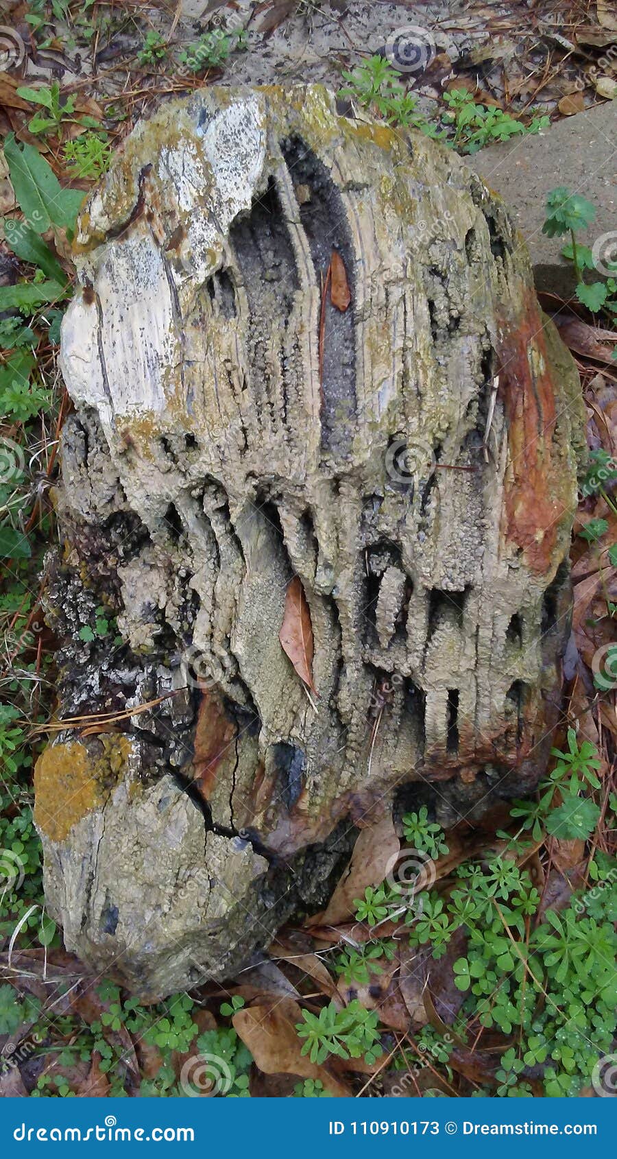 Madera aterrorizada imagen de archivo. Imagen de aterrorizado - 110910173