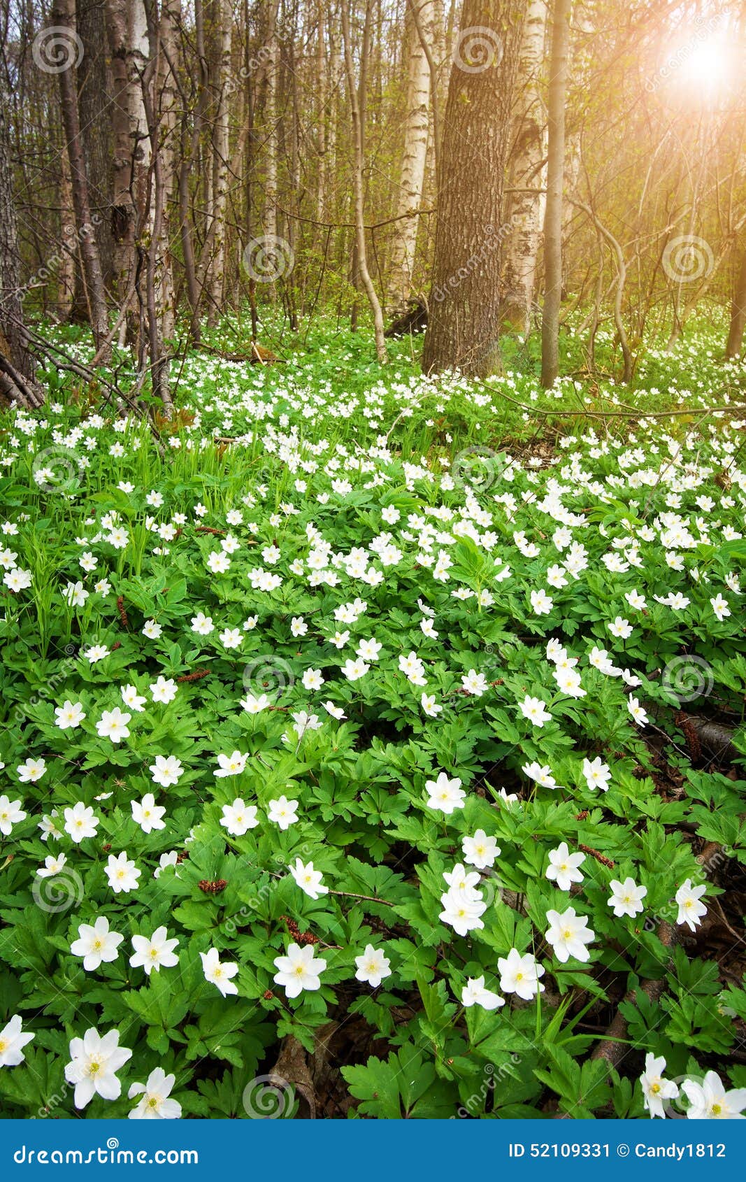 Madera Con Las Flores De La Primavera Imagen de archivo - Imagen de ...