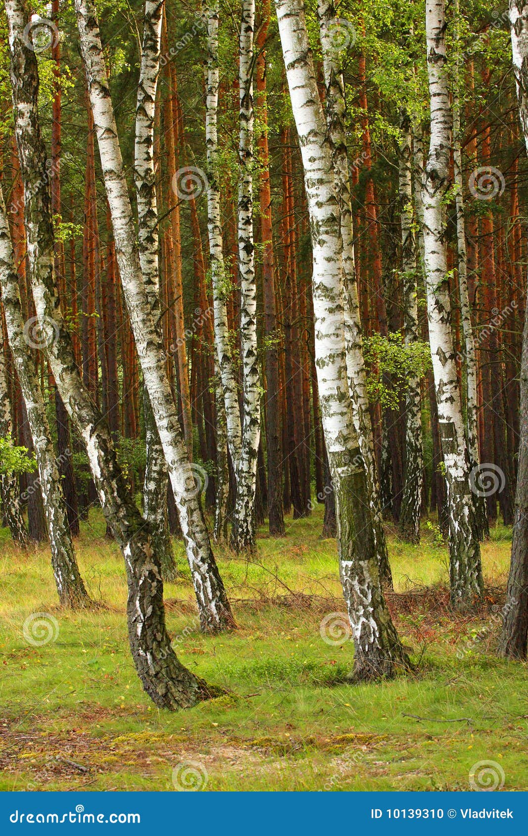 Madera De Abedul Del Verano Foto de archivo - Imagen de parque ...
