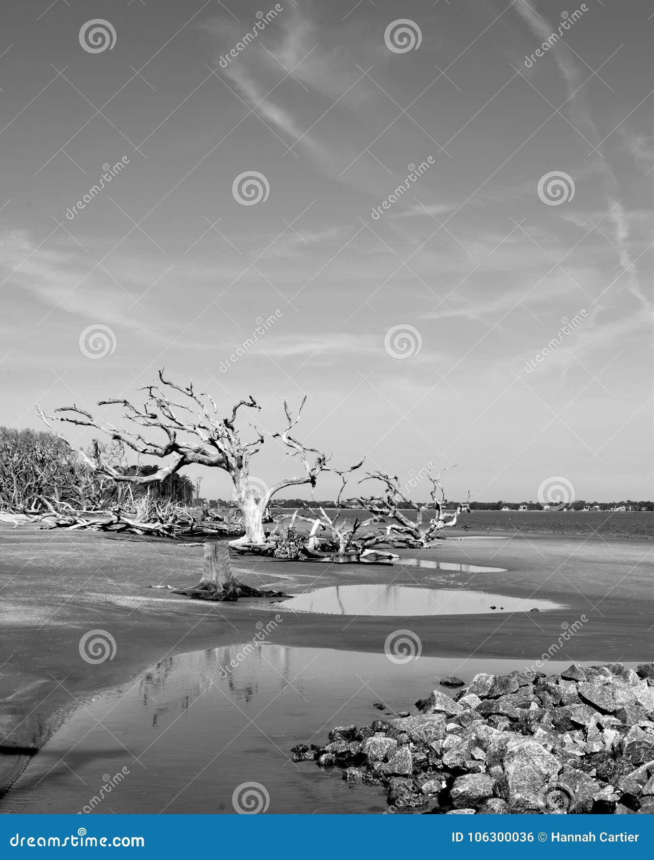 Madera De Deriva En La Playa Foto de archivo - Imagen de playa, cuadros ...