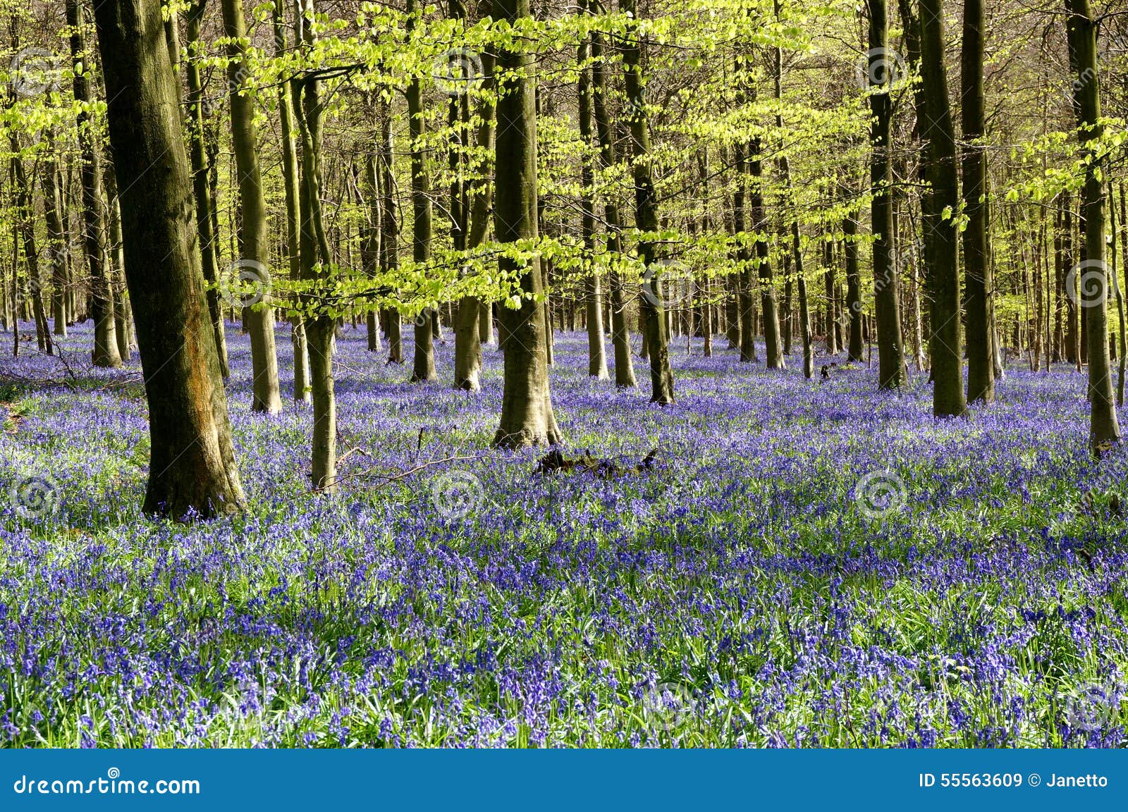 Madera De La Campanilla De La Primavera Imagen de archivo - Imagen de ...