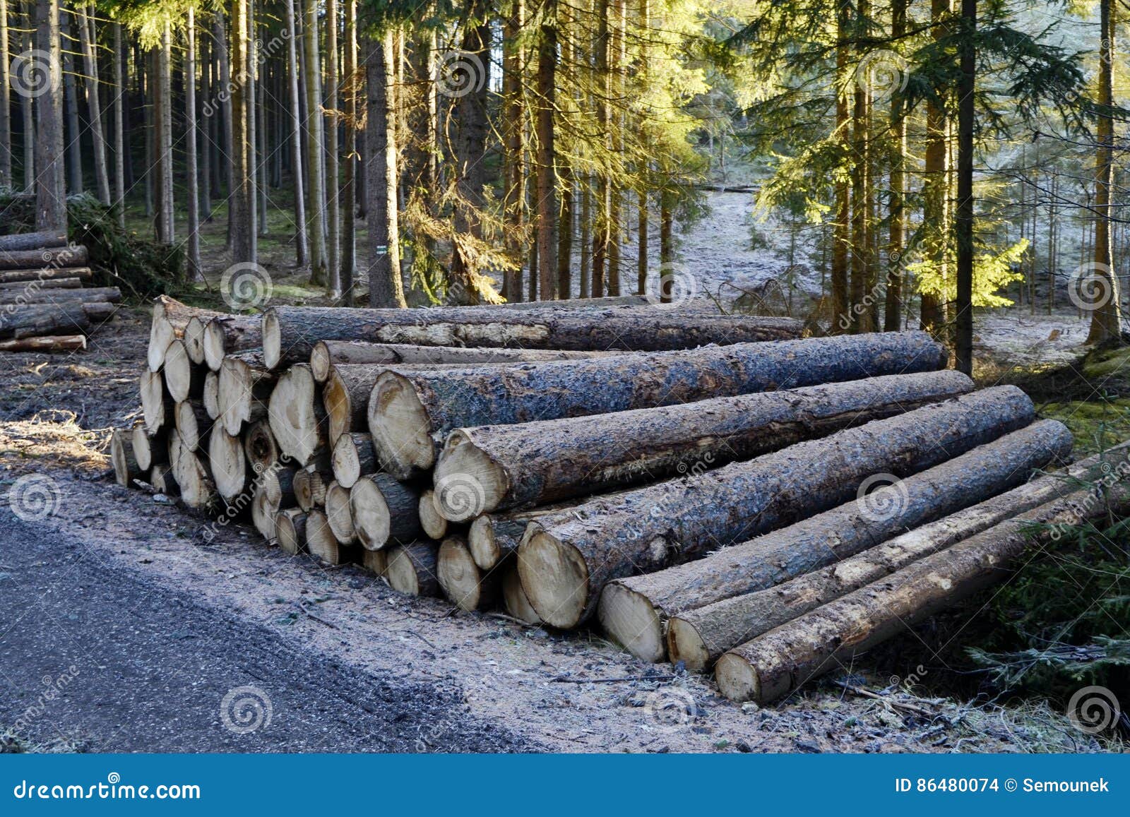 Madera De La Madera En El Bosque Foto de archivo - Imagen de crudo ...