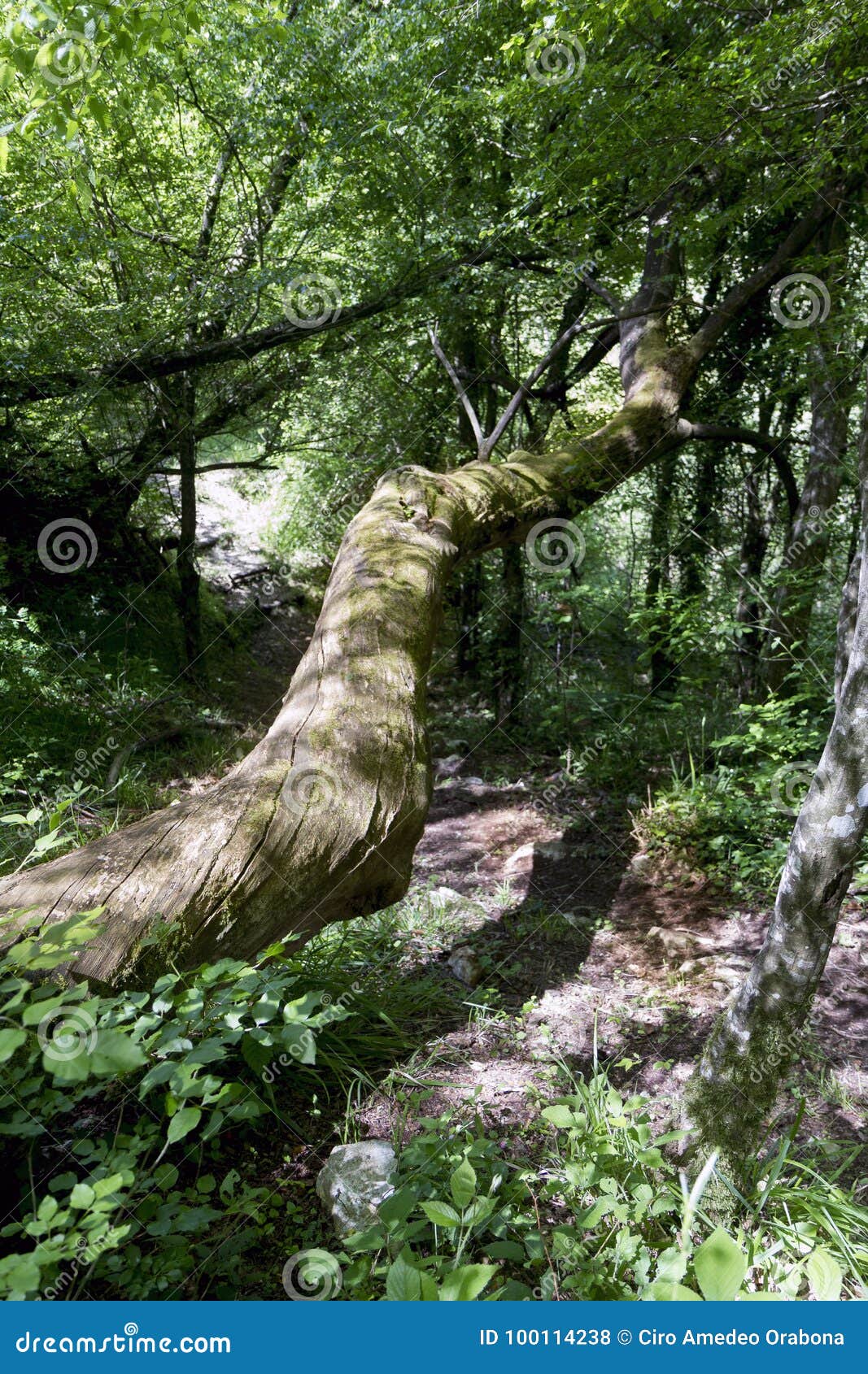 Madera de la rama foto de archivo. Imagen de verano - 100114238