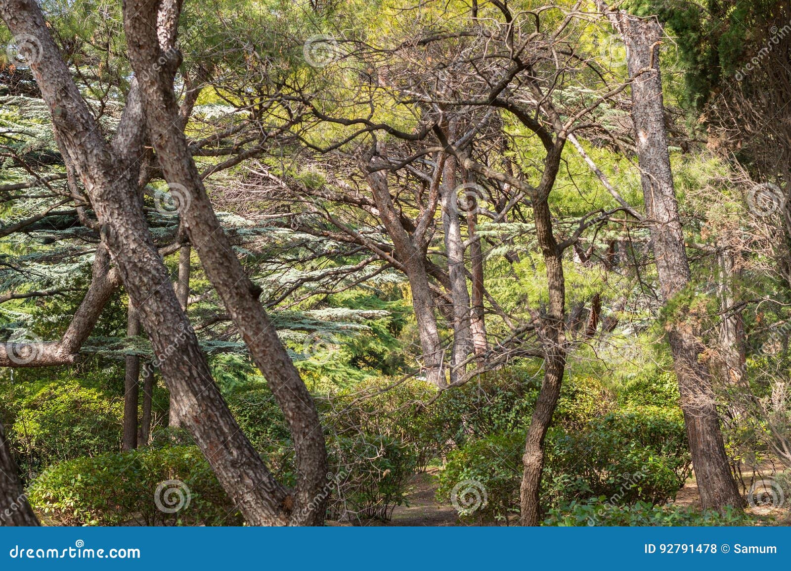 Madera De Pino En La Primavera Foto de archivo - Imagen de arbusto ...