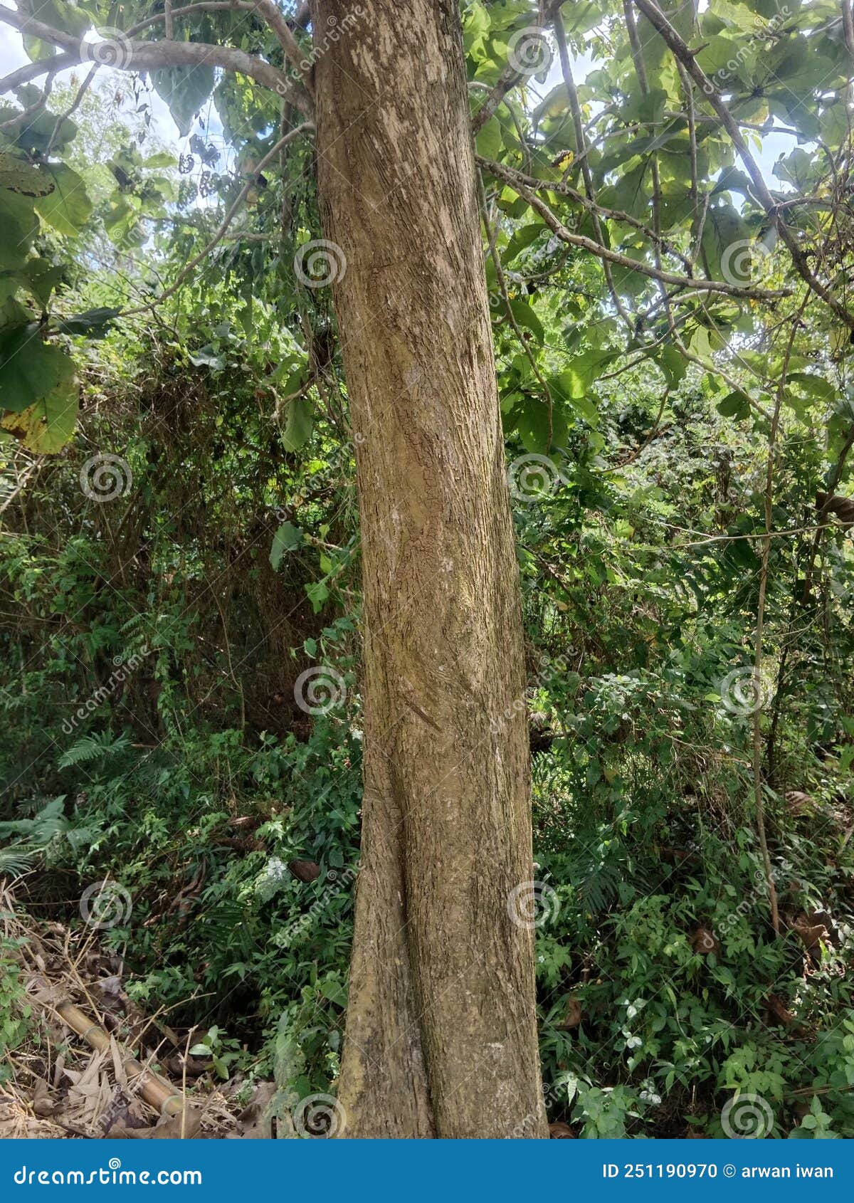Madera De Teca Es La Madera Que Se Utiliza Para Fabricar Los Muebles ...