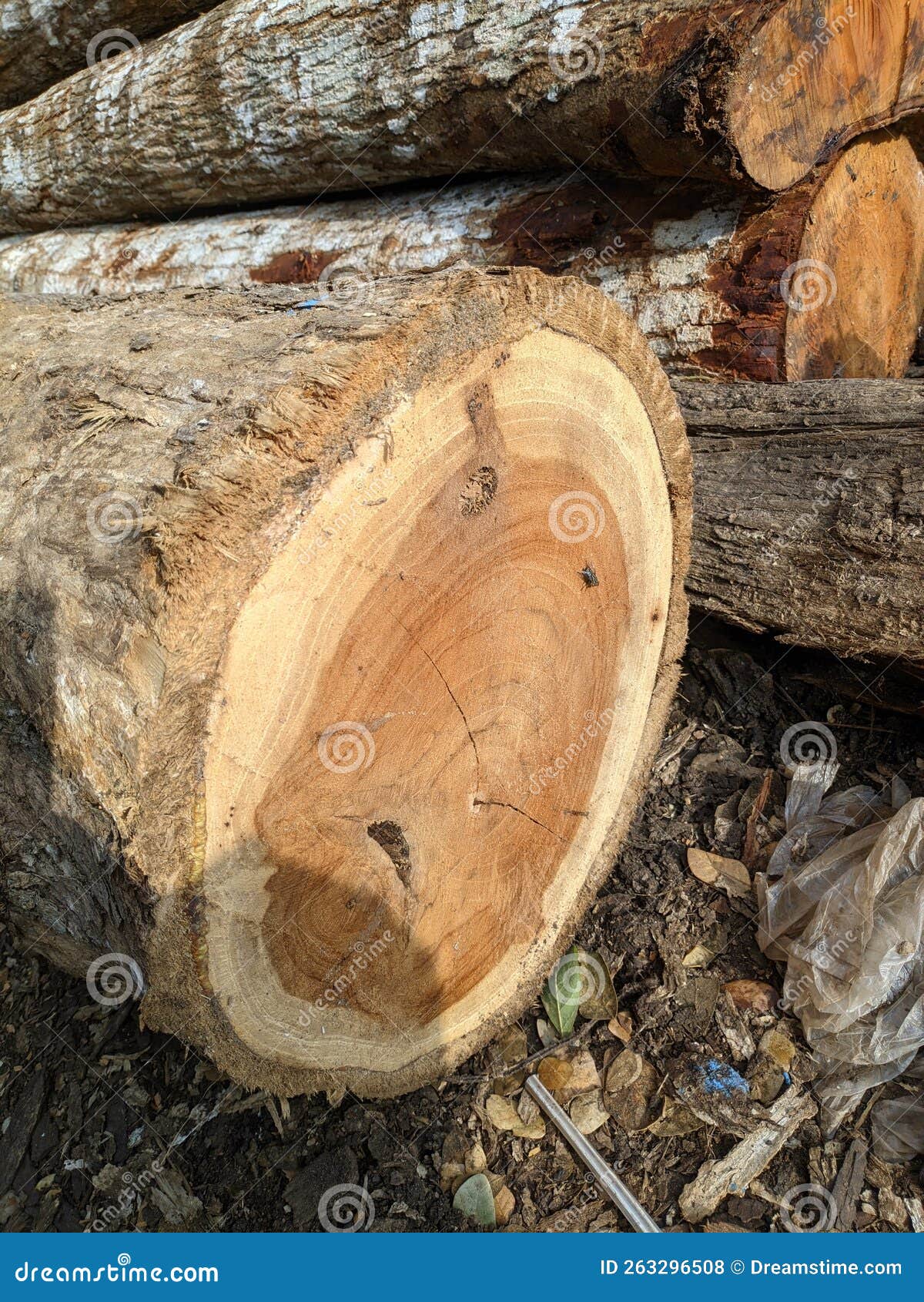 Madera de teca foto de archivo. Imagen de teca, verde - 263296508