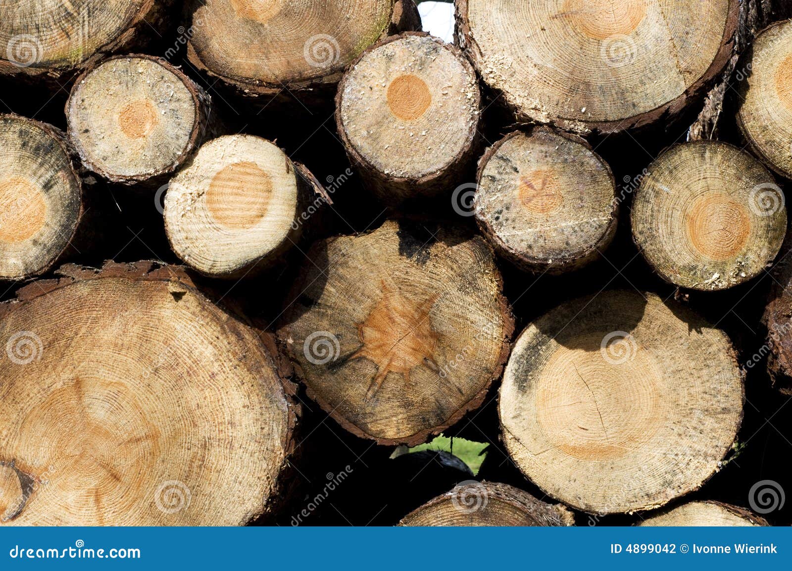 Madera del bosque foto de archivo. Imagen de madera, roto - 4899042