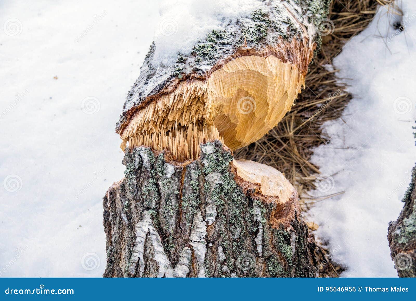 Madera del castor foto de archivo. Imagen de castor, visible - 95646956