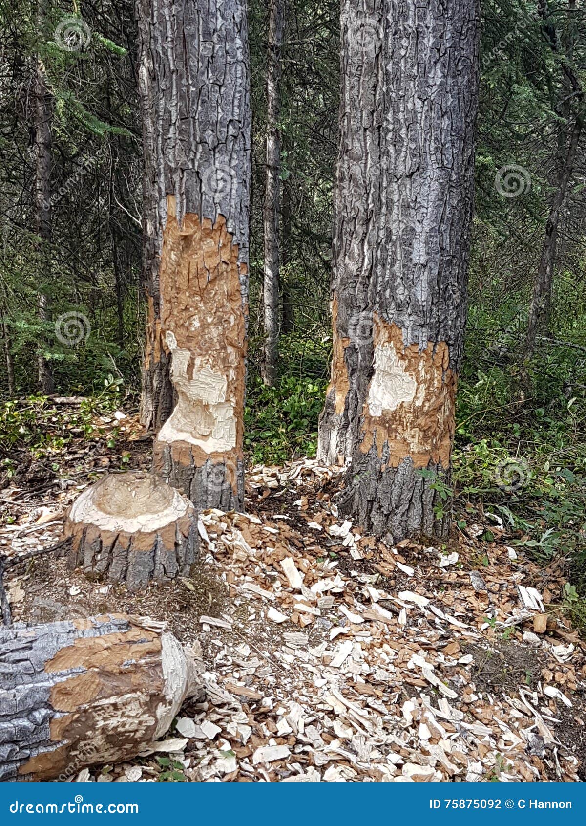Madera del chew del castor foto de archivo. Imagen de madera - 75875092