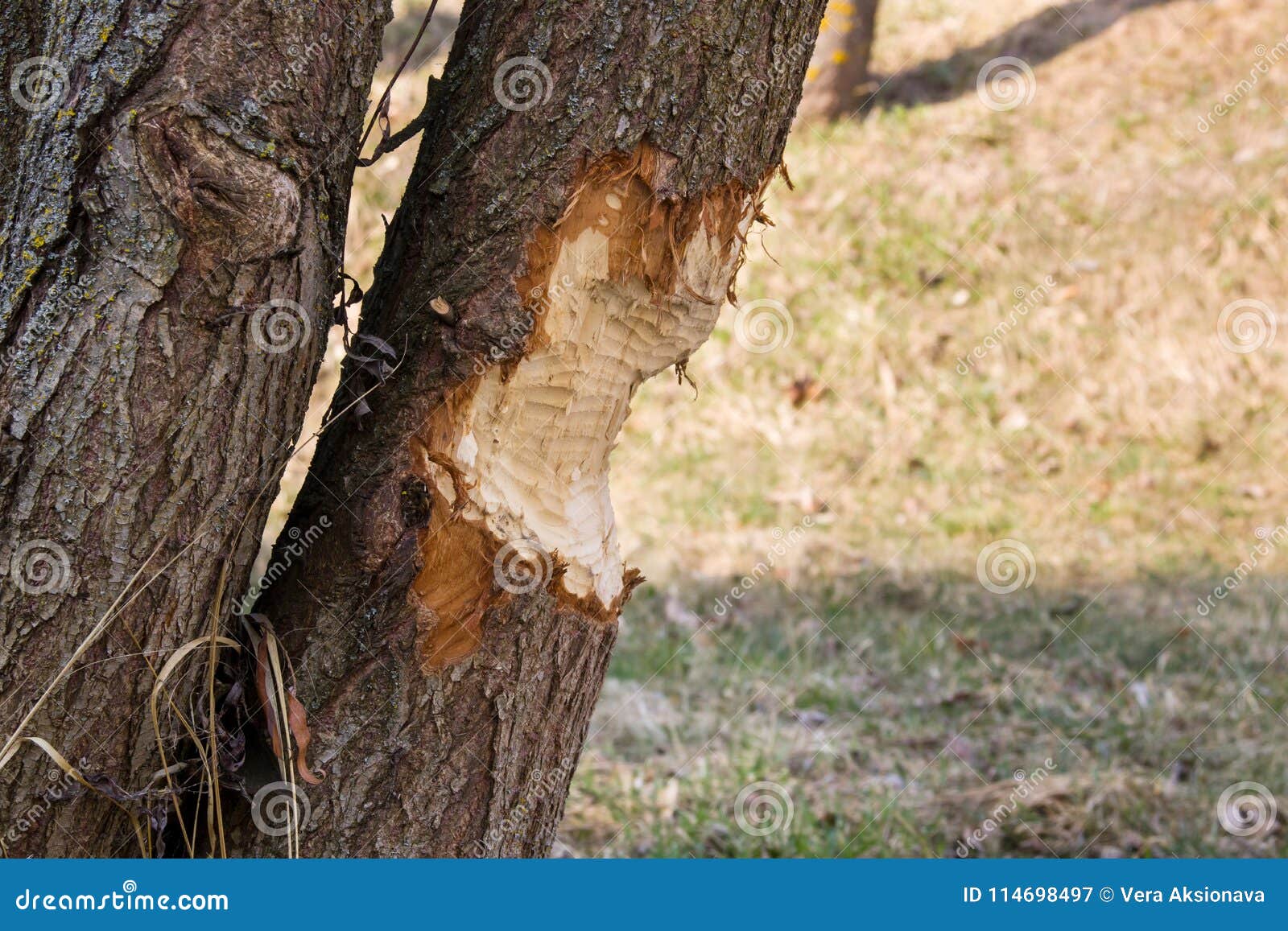Madera Empujada Con Un Castor Imagen de archivo - Imagen de ...