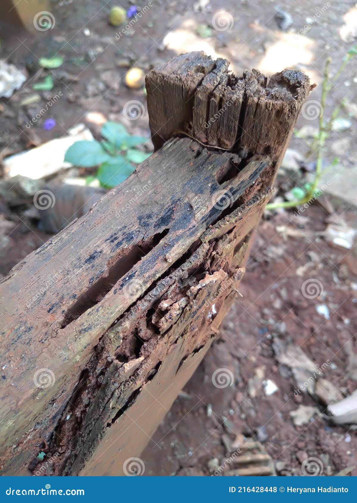 Madera Podrida Debido Al Clima Y Las Termitas Foto de archivo - Imagen ...