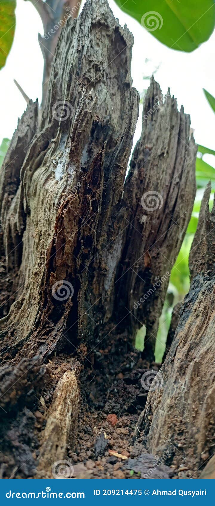 Madera podrida y podrida imagen de archivo. Imagen de travieso - 209214475