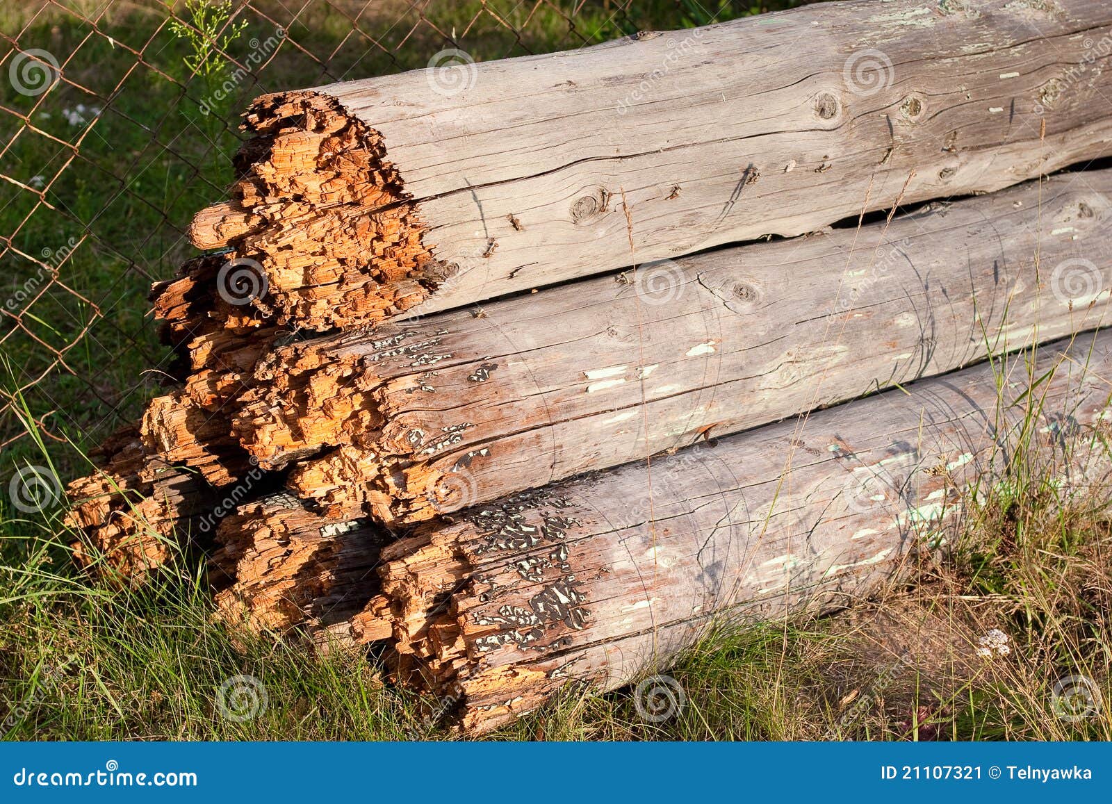 Madera putrefacta imagen de archivo. Imagen de sucio - 21107321