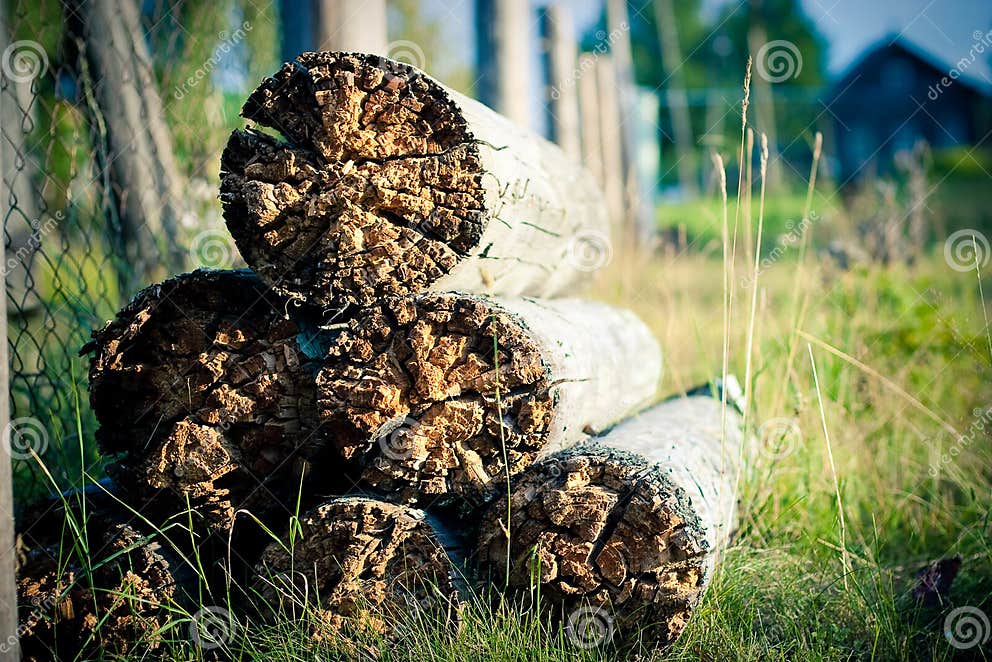 Madera putrefacta foto de archivo. Imagen de madriguera - 21107348