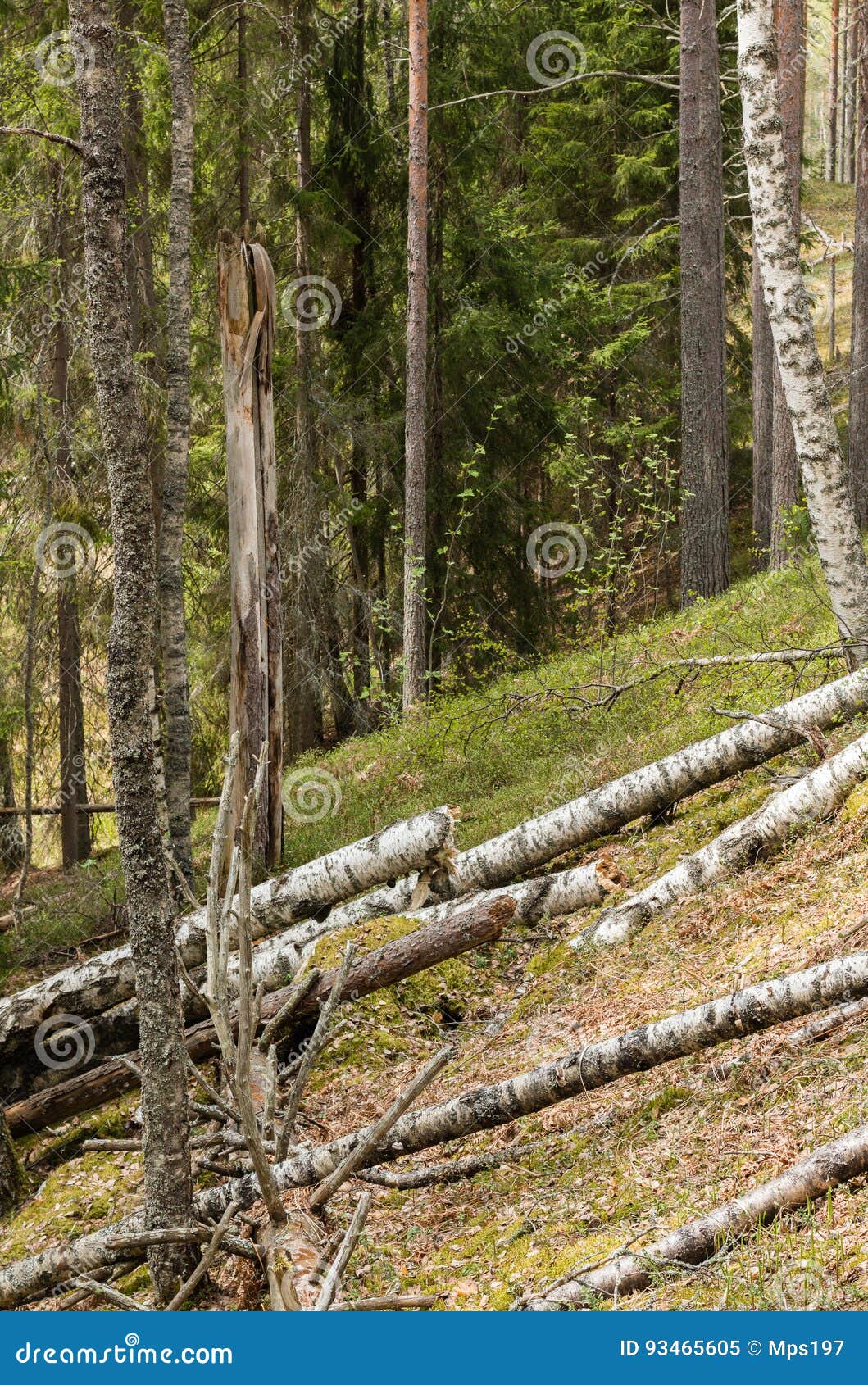 Madera Putrefacta En Bosque Del Canto Imagen de archivo - Imagen de ...