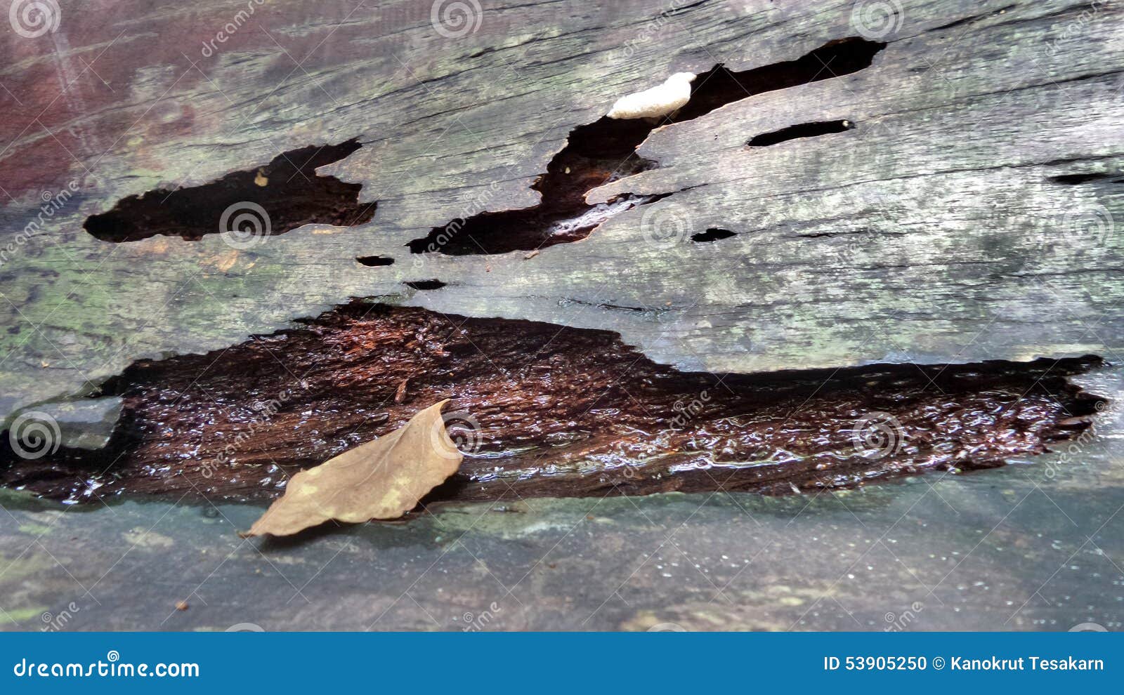 Madera Putrefacta Y Una Hoja Que Cae Foto de archivo - Imagen de ...
