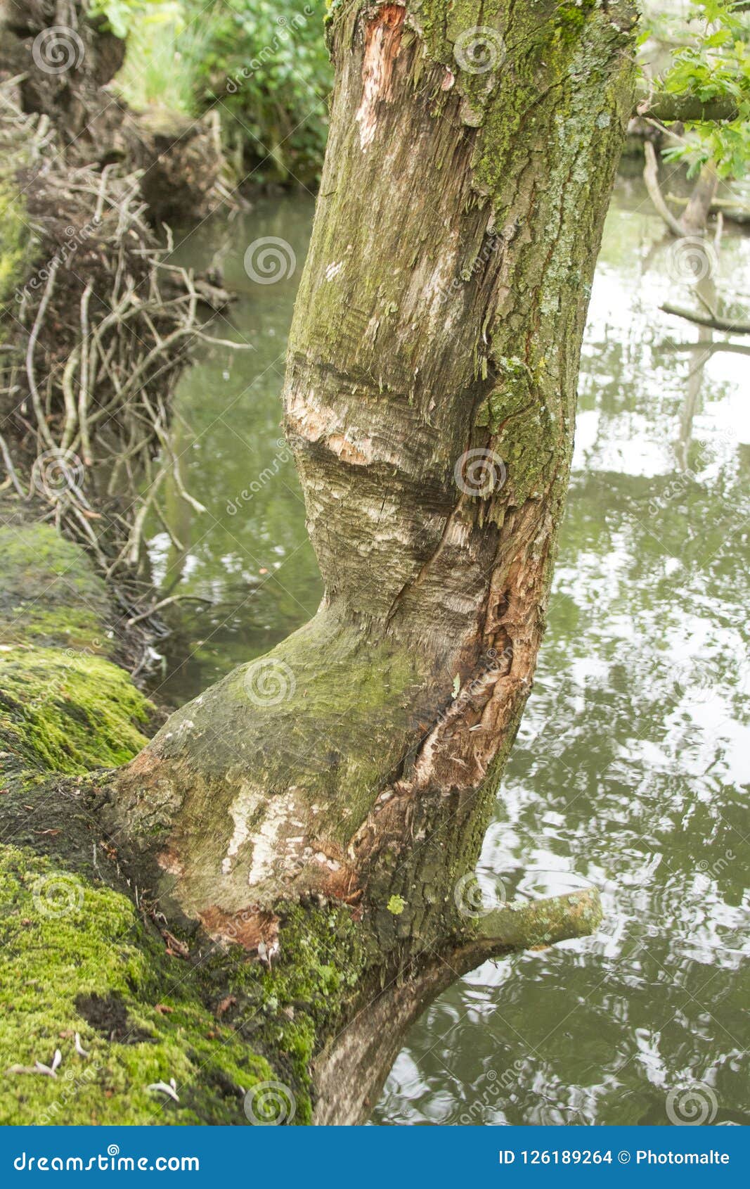 Madera y castor foto de archivo. Imagen de estructura - 126189264
