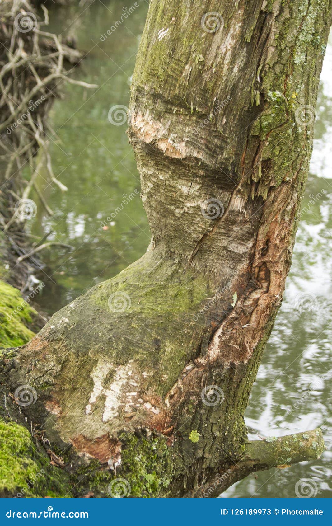 Madera y castor imagen de archivo. Imagen de presa, chomp - 126189973