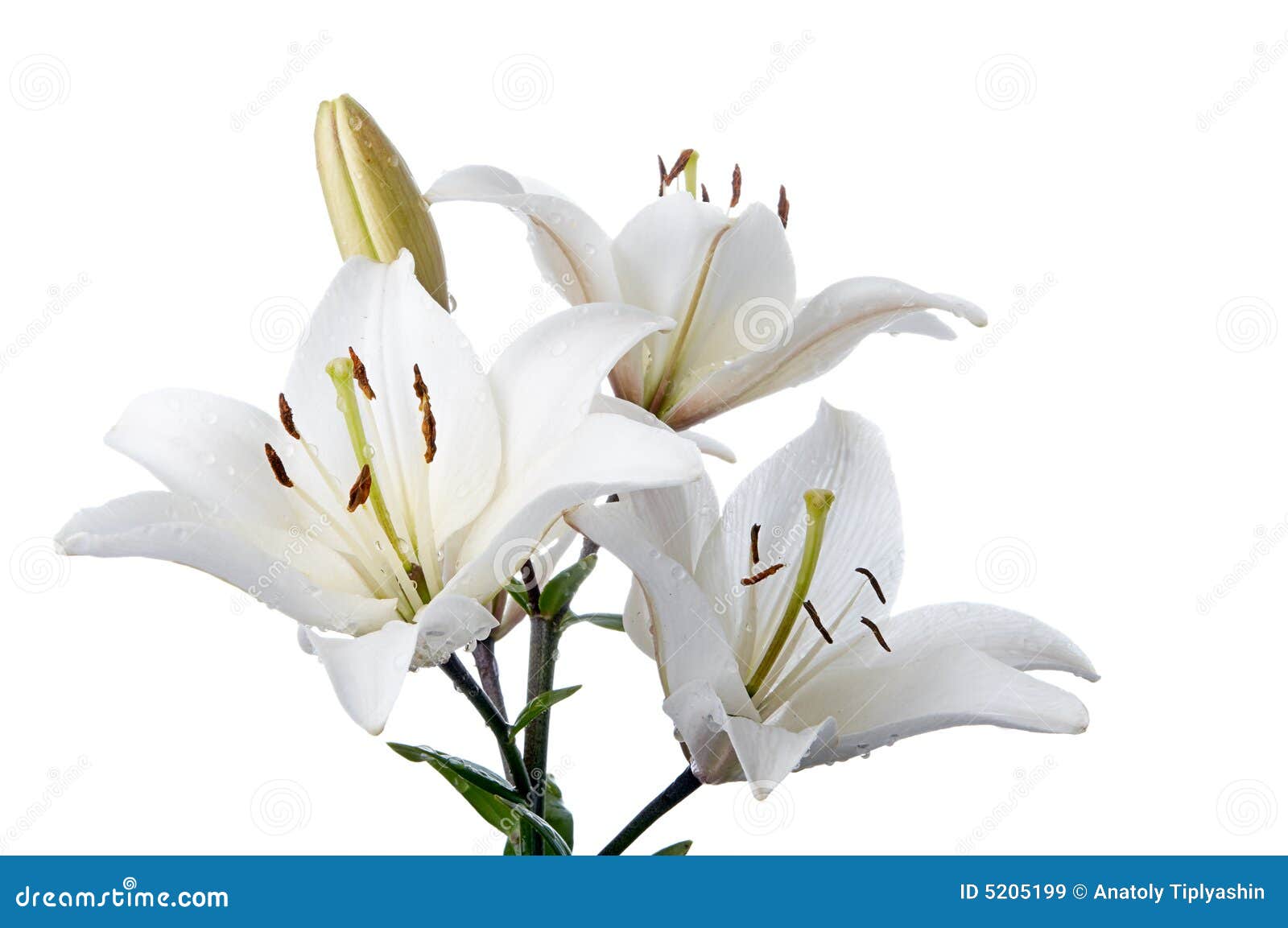 Madona Lilja Bild. Bild: 5205199