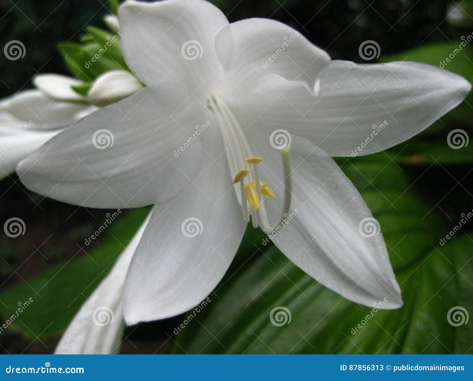 Madonna-lilja Bild. Bild: 87856313