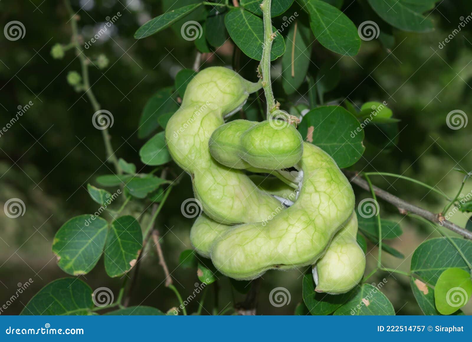 Madras Thorn or Manila Tamarind Fruit on Tree Stock Image - Image of ...