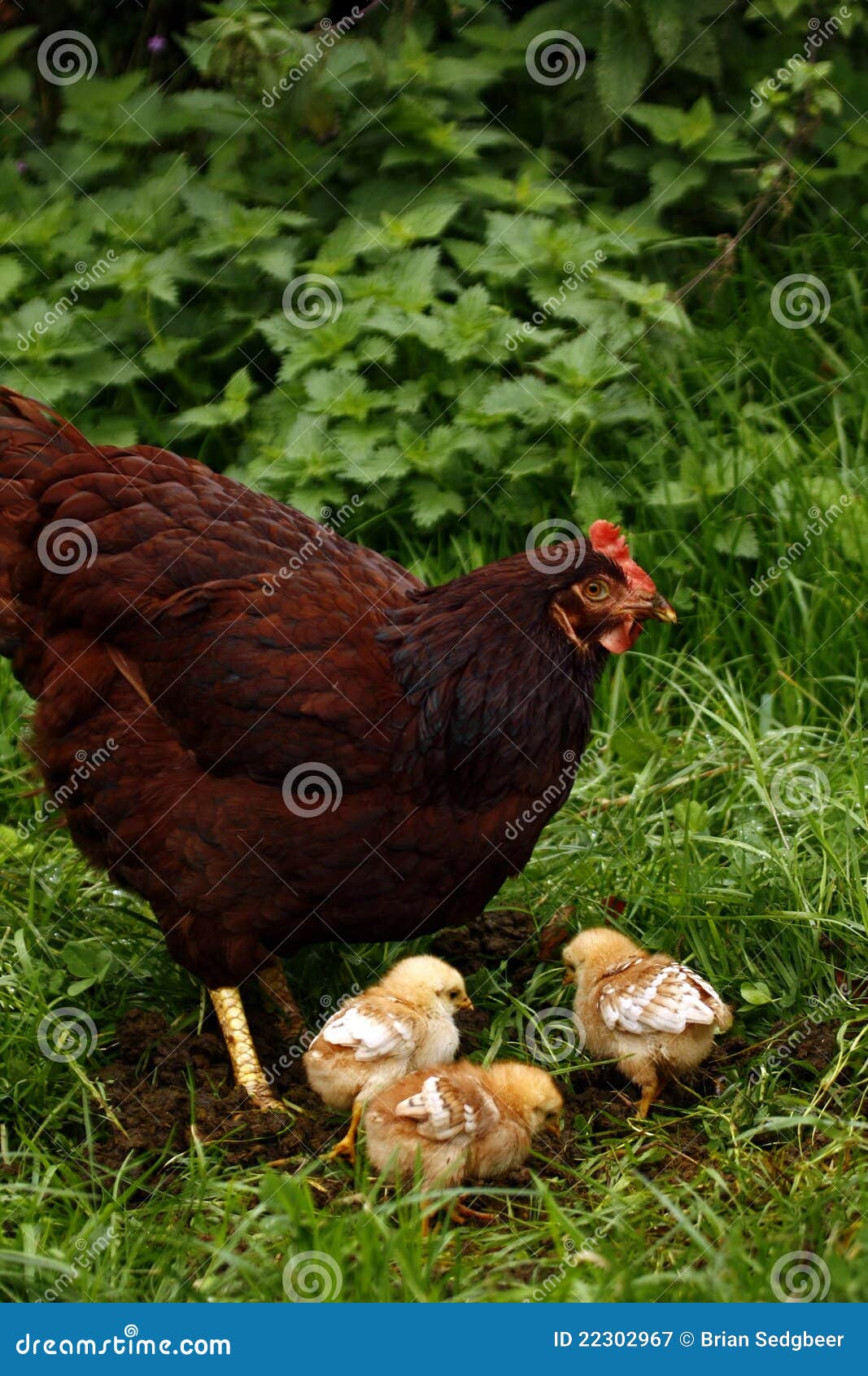 Madre & Pulcini Di Clucky Immagine Stock - Immagine di pulcini, utilità ...