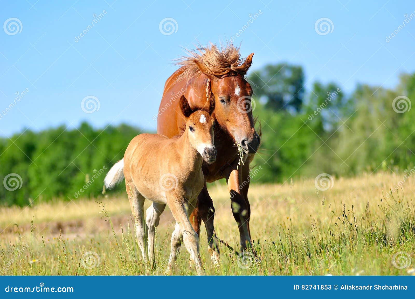Madre con un puledro immagine stock. Immagine di paese - 82741853