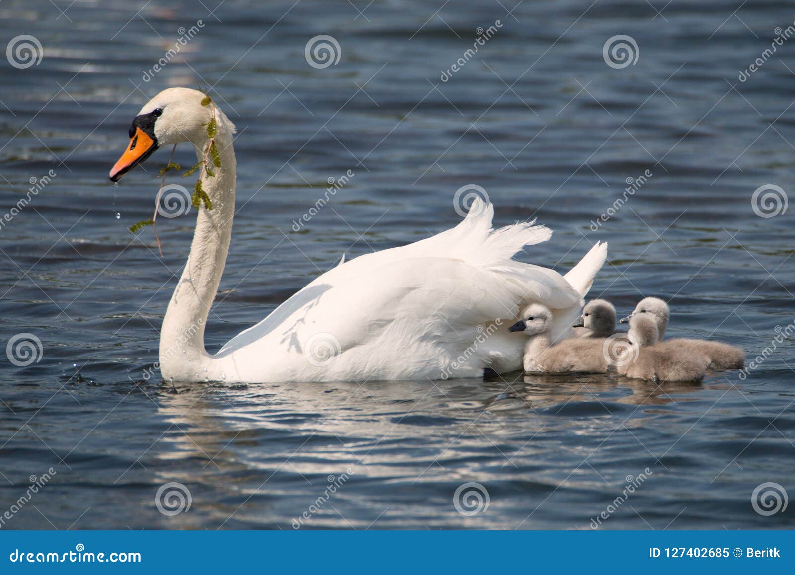 Madre Del Cigno Con I Suoi Bambini Immagine Stock - Immagine di verde ...