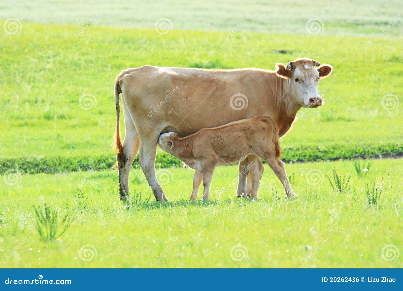 Madre Della Mucca E Un Bambino Fotografia Stock - Immagine di terra ...