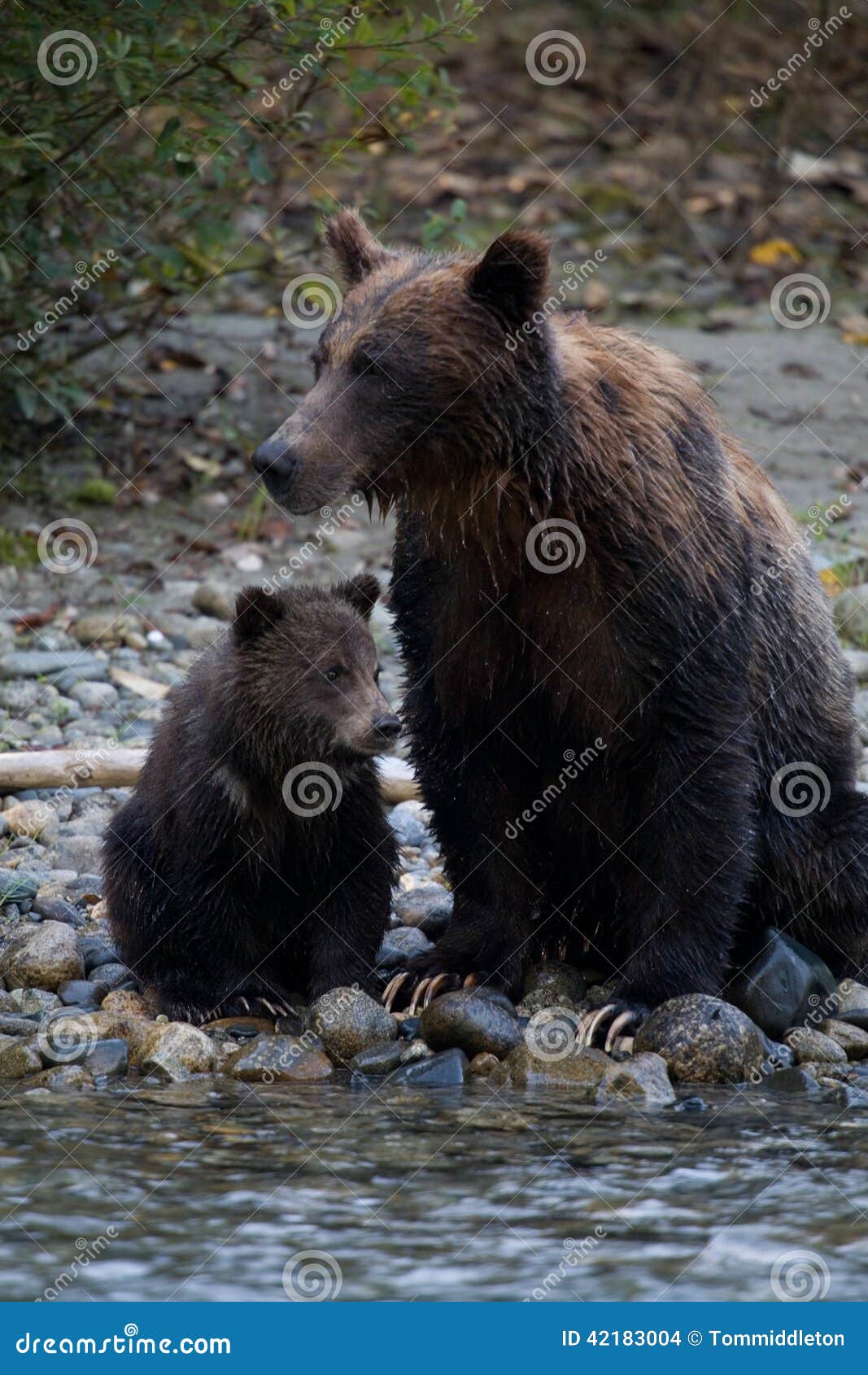 Madre E Cucciolo Dell'orso Grigio Fotografia Stock - Immagine di orso ...