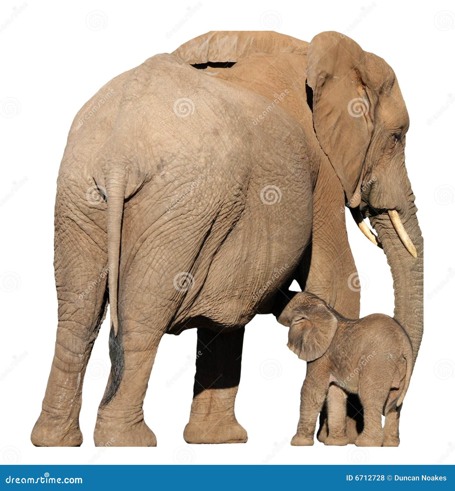 Madre y bebé del elefante foto de archivo. Imagen de joven - 6712728