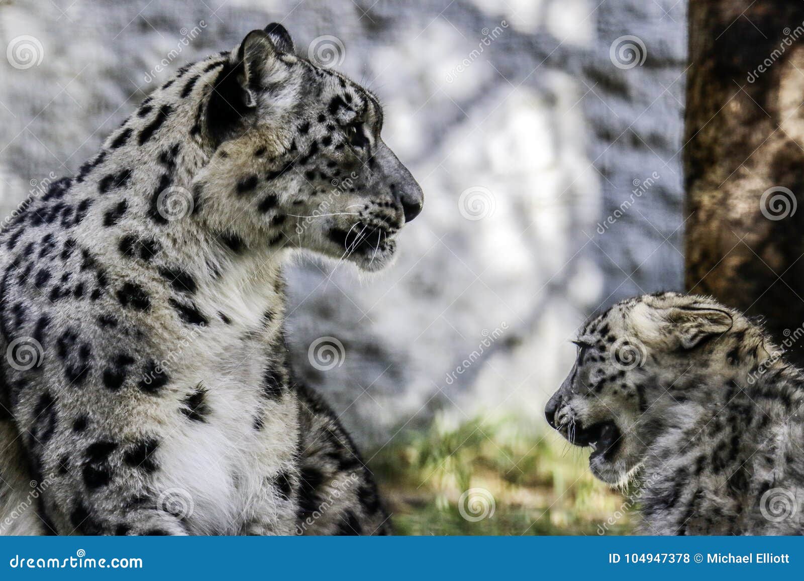 Madre y Cub de la onza foto de archivo. Imagen de gato - 104947378