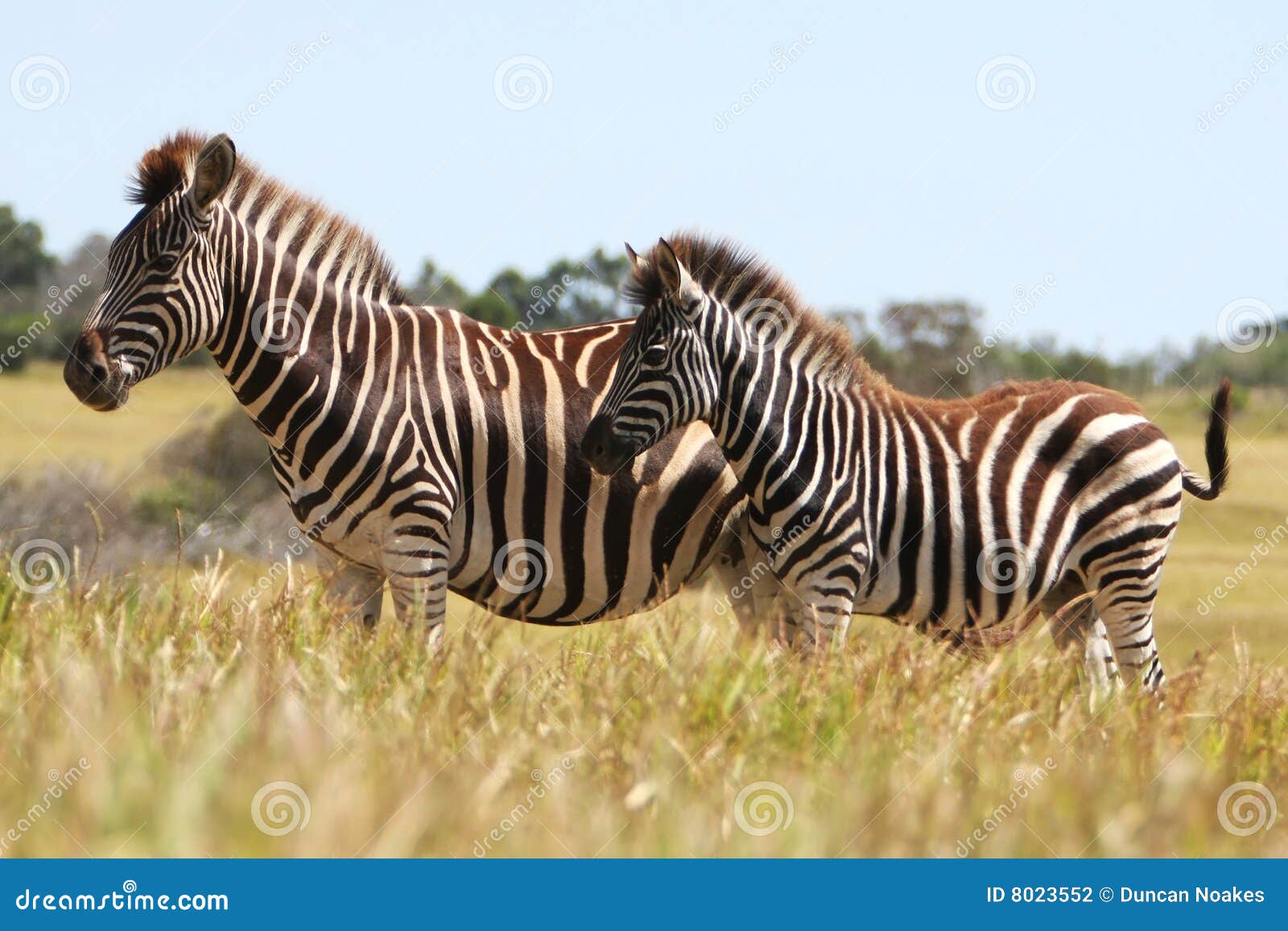 Madre y potro de la cebra foto de archivo. Imagen de prado - 8023552