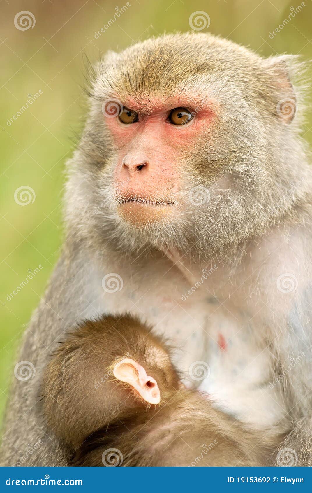 Madre y su bebé foto de archivo. Imagen de primate, vida - 19153692