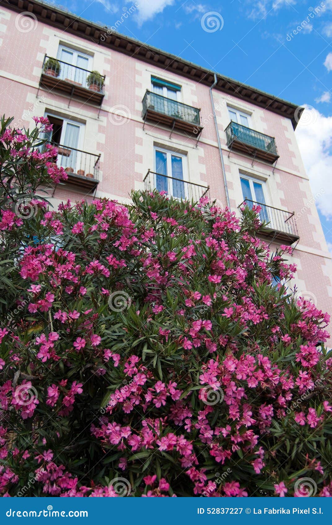 Madrid in spring stock image. Image of bush, madrid, bloom - 52837227