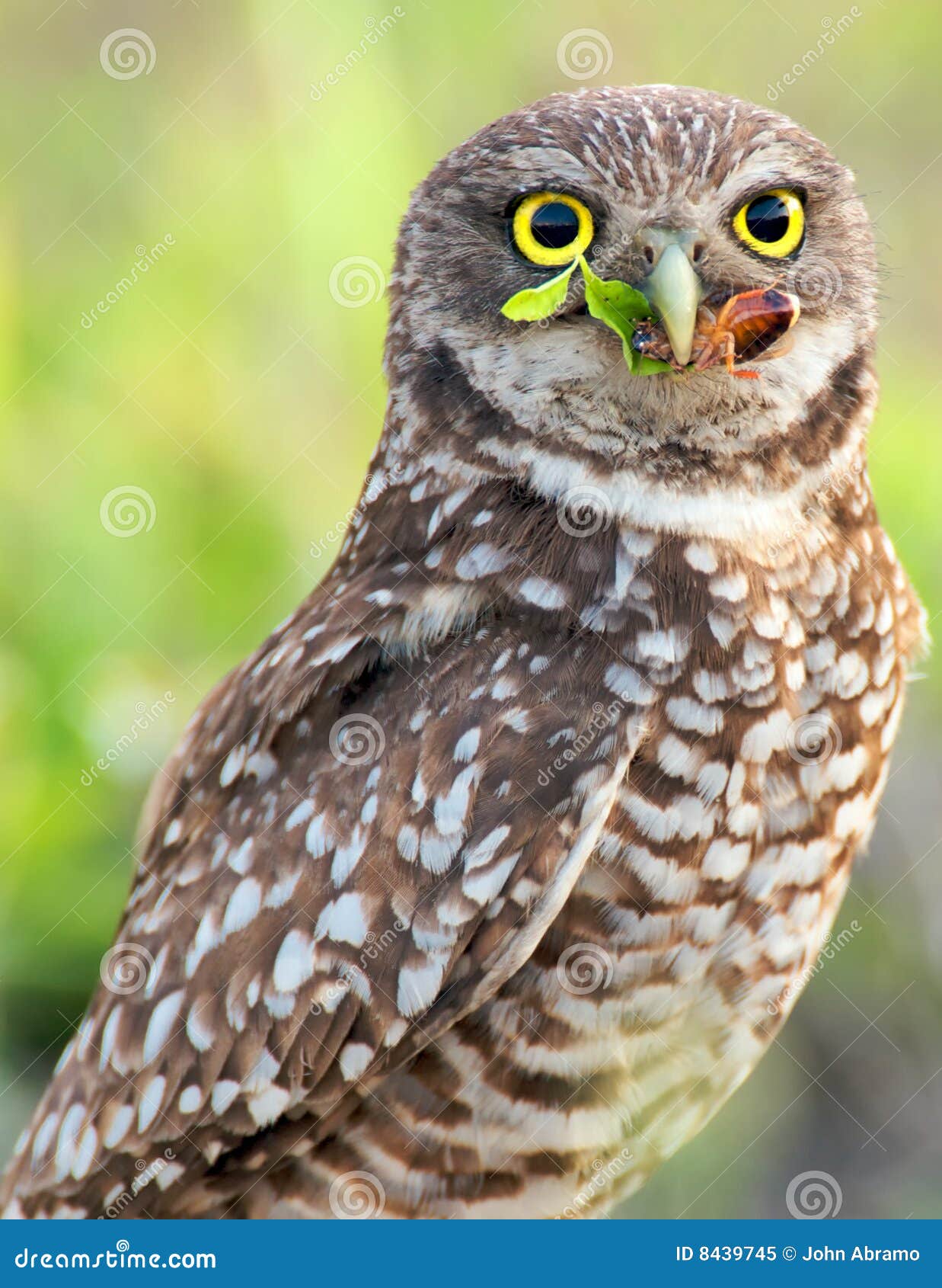 Madriguera del buho imagen de archivo. Imagen de miradas - 8439745