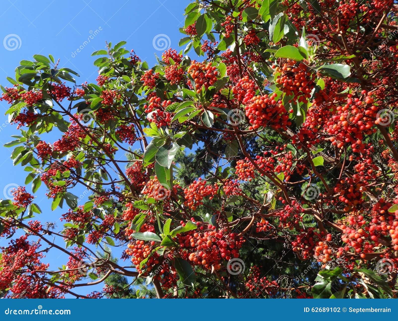 Madrona Fruits stock photo. Image of berries, island - 62689102