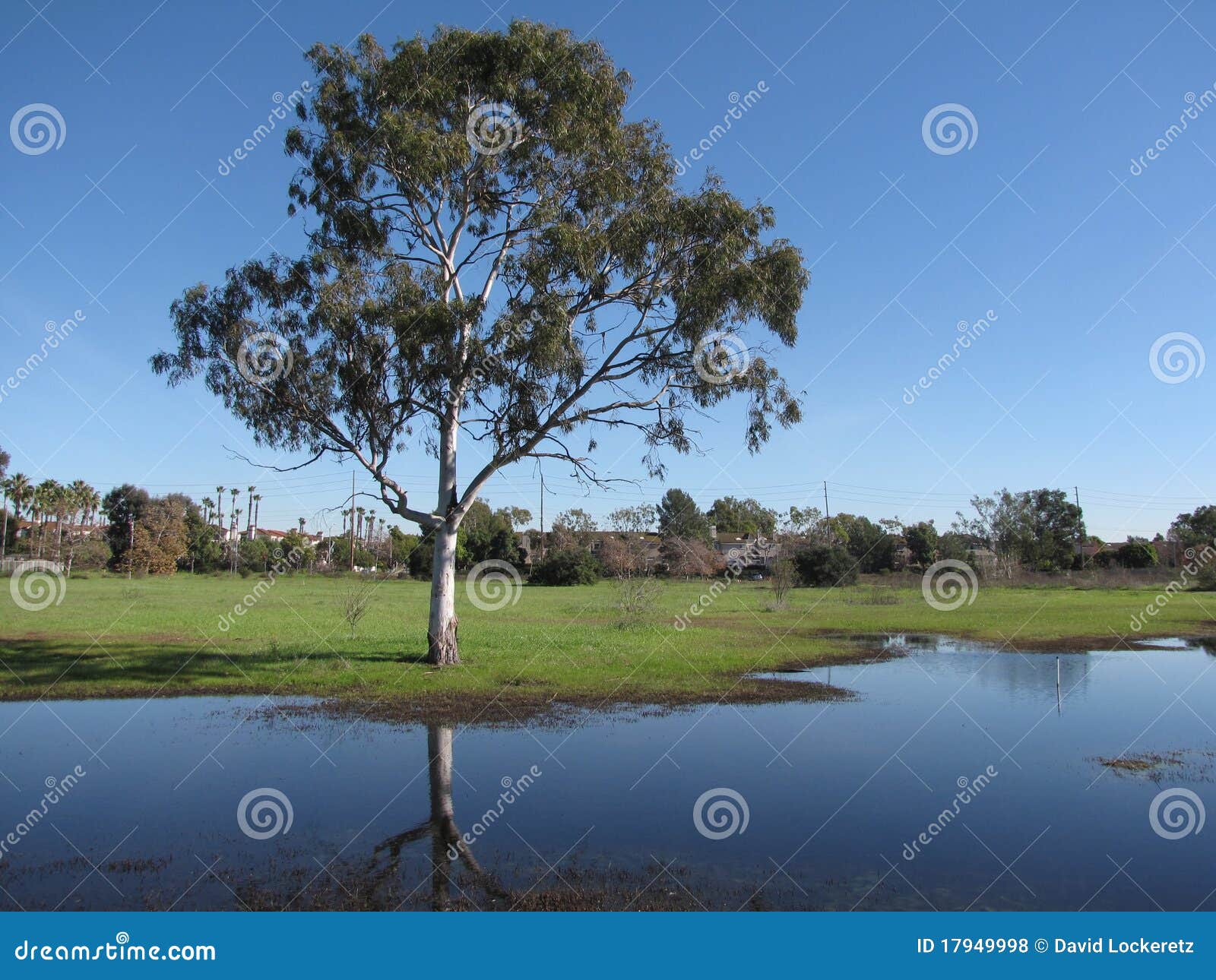 Madrona Marsh stock photo. Image of water, green, landscape - 17949998