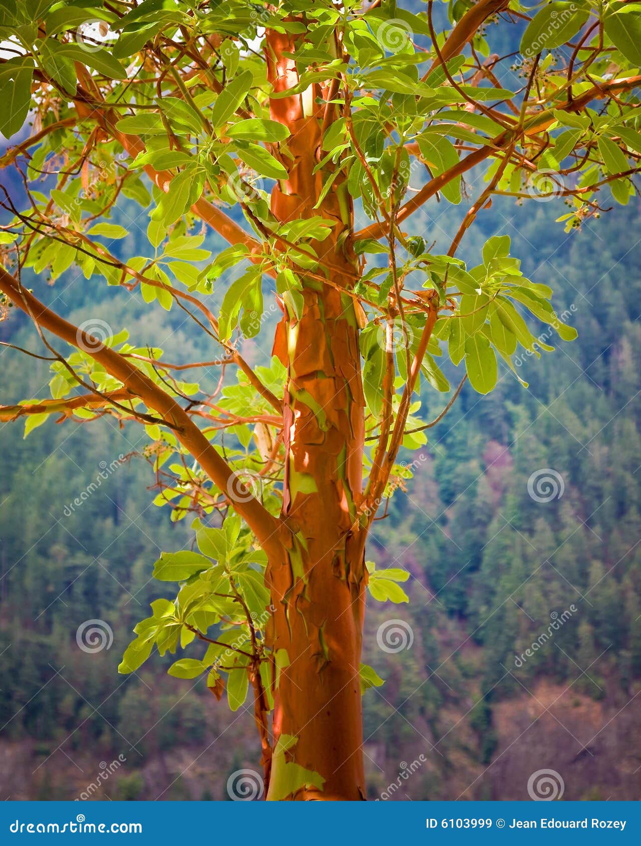 Madrona tree stock image. Image of plant, tree, foliage - 6103999