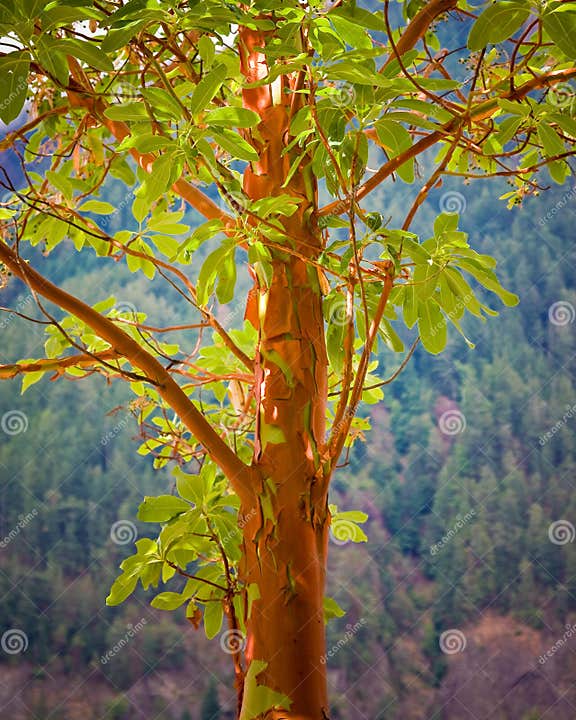 Madrona tree stock image. Image of plant, tree, foliage - 6103999