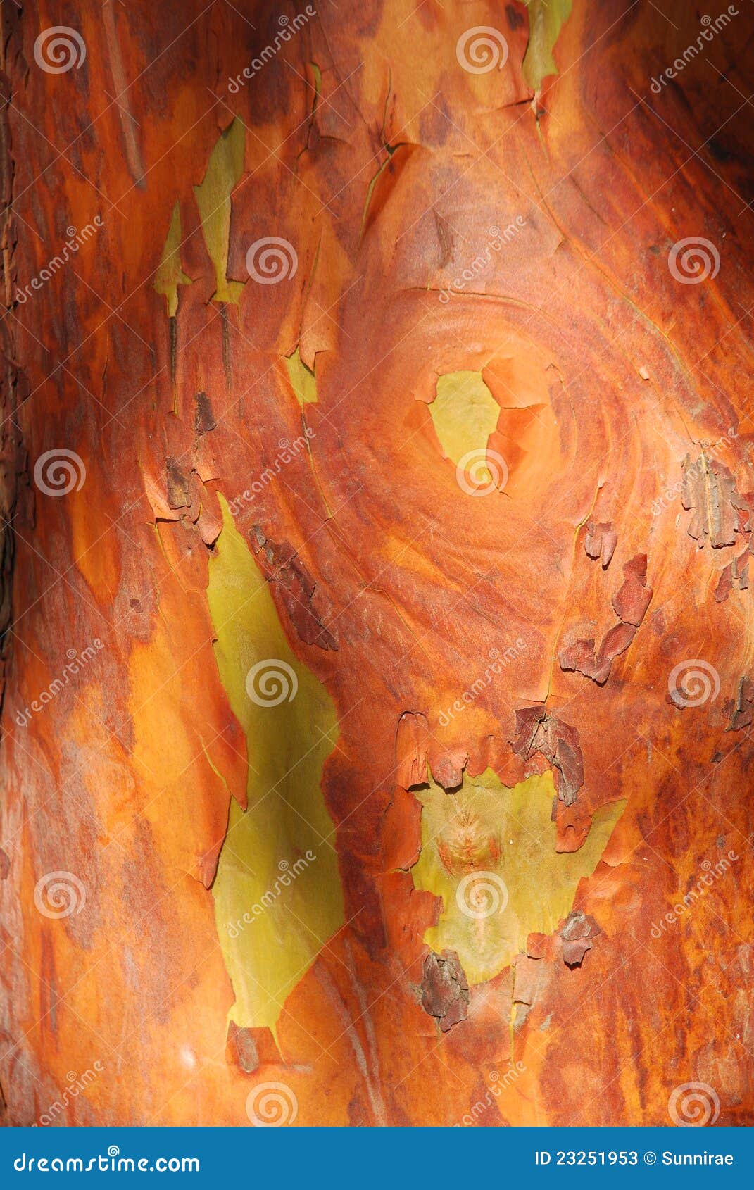 Madrona Tree Bark Closeup of Texture Stock Image - Image of shading ...