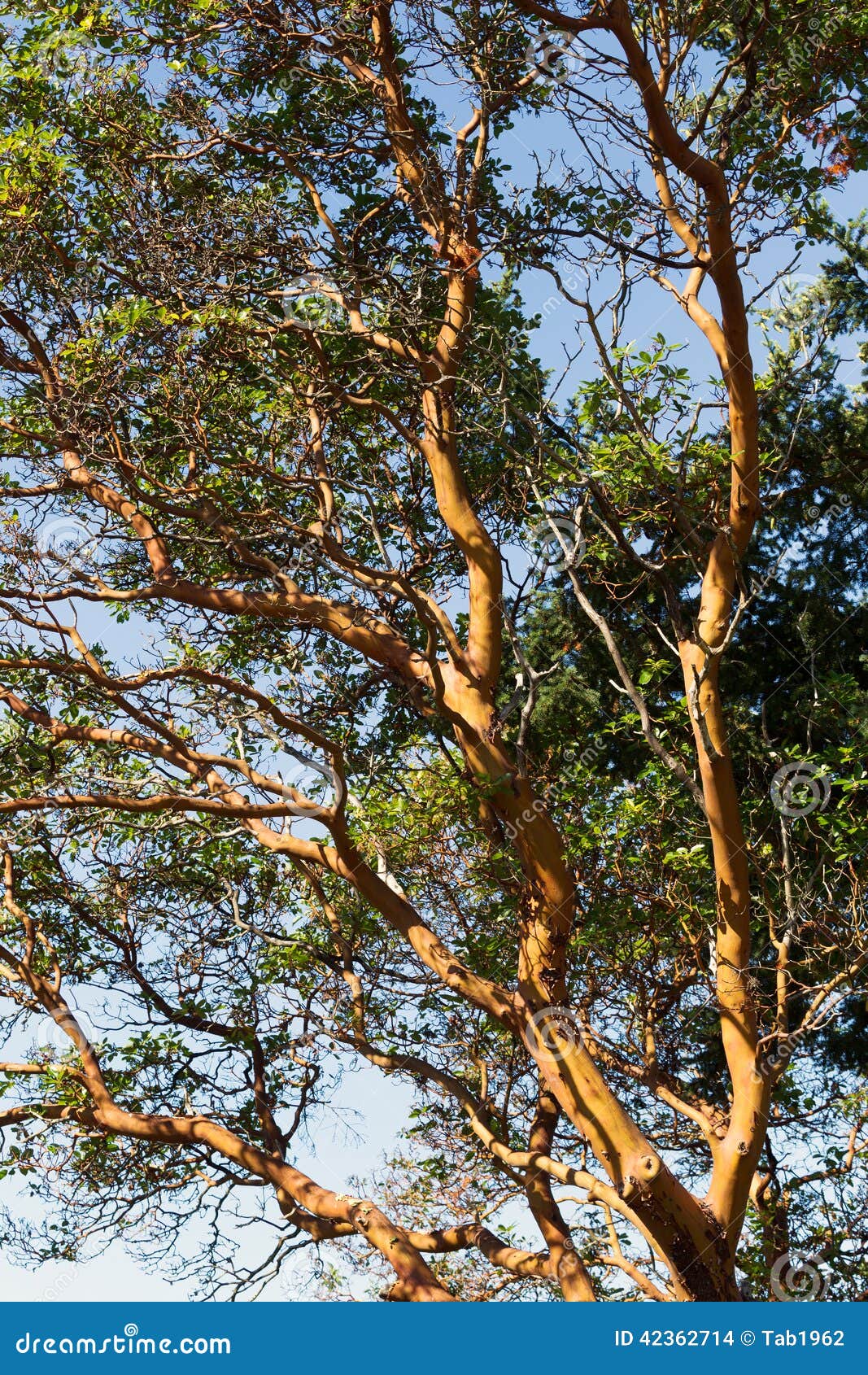 Madrona Tree during the Summertime Stock Photo - Image of pacific ...